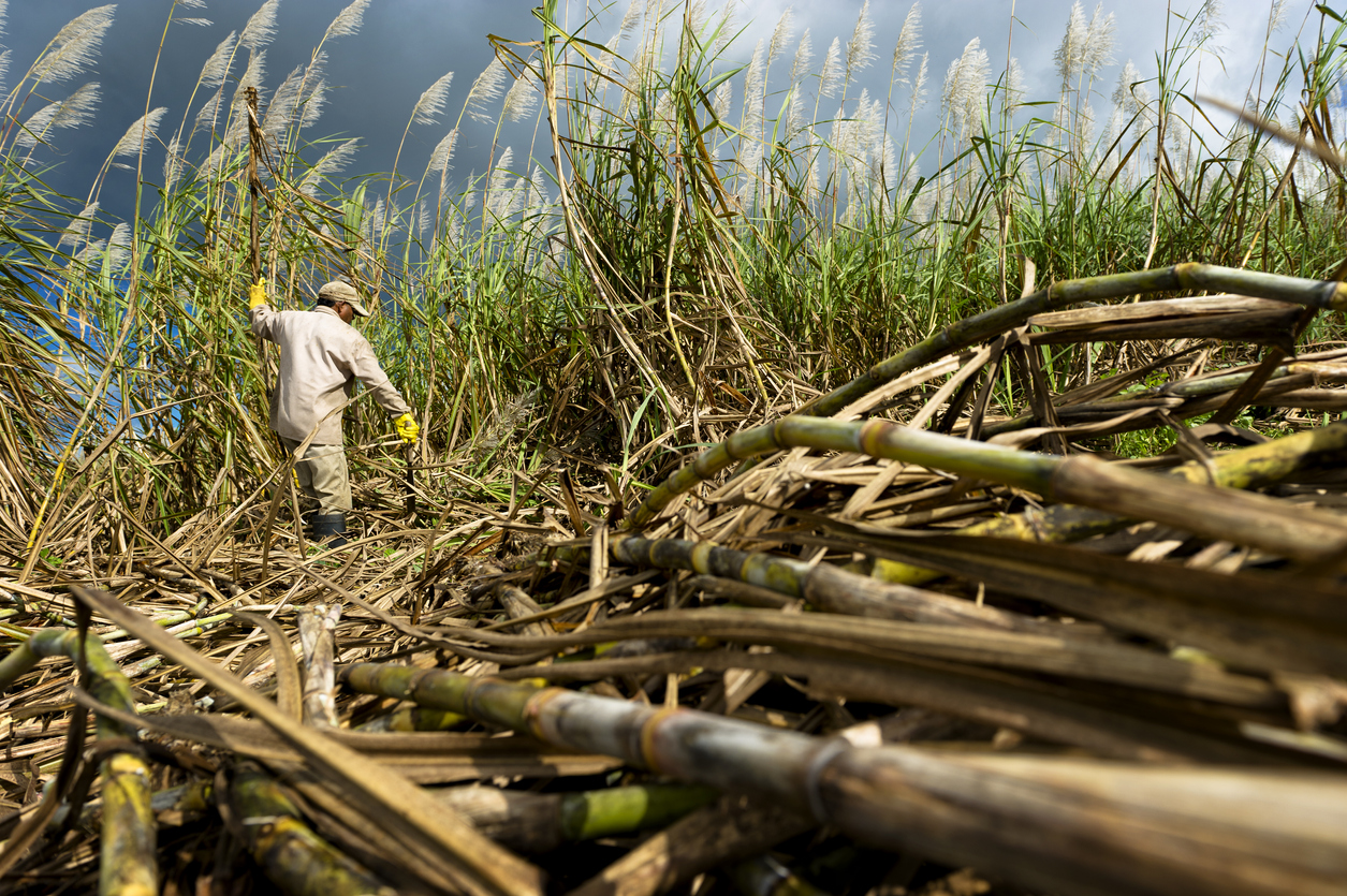 U.S. Sugar Market a Beacon of Hope for Farmers in Developing Countries ...