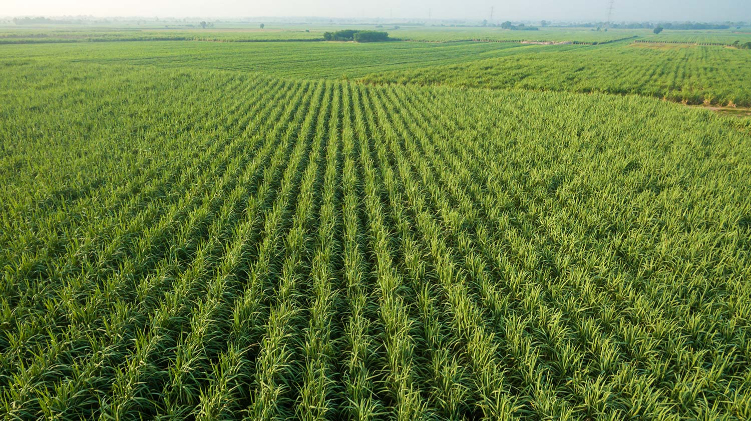 Sustainable Technologies Move Texas Sugar Industry Forward - American ...